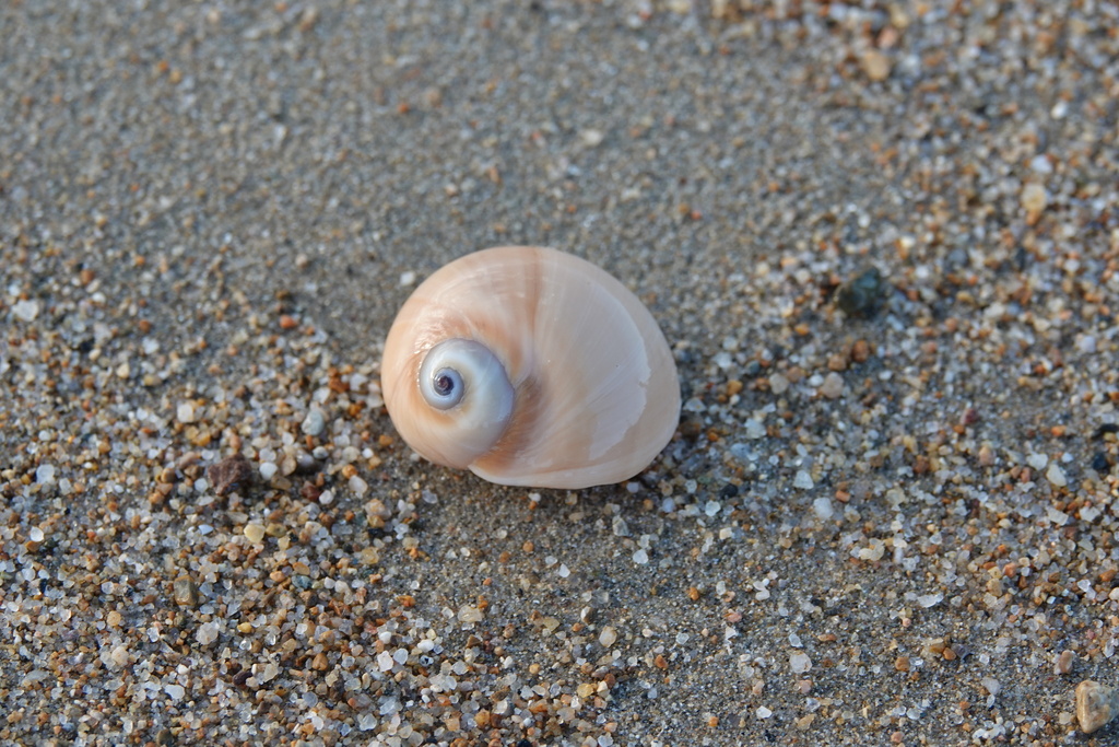 Bladder Moon Snail from Mackay QLD, Australia on June 2, 2023 at 06:52 ...