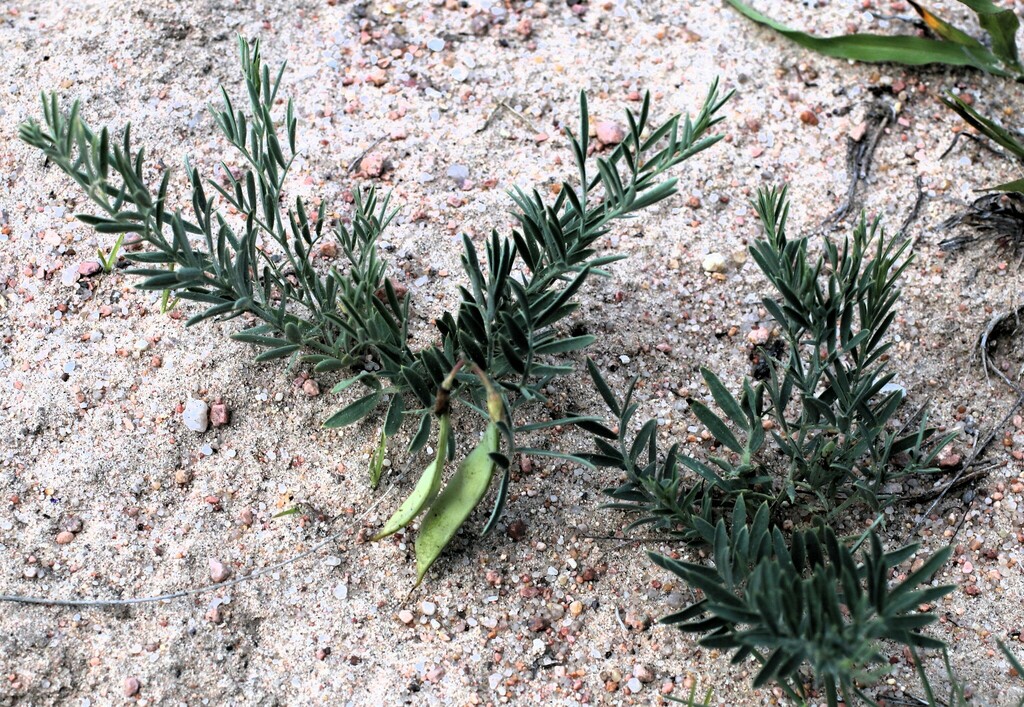 Lathyrus polymorphus incanus from Yuma County, CO, USA on June 8, 2023 ...