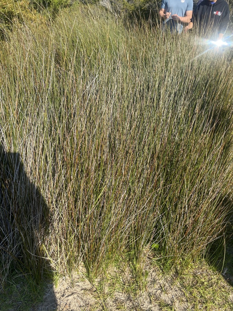 needlegrass rush from NC, US on November 7, 2023 at 01:50 PM by ...