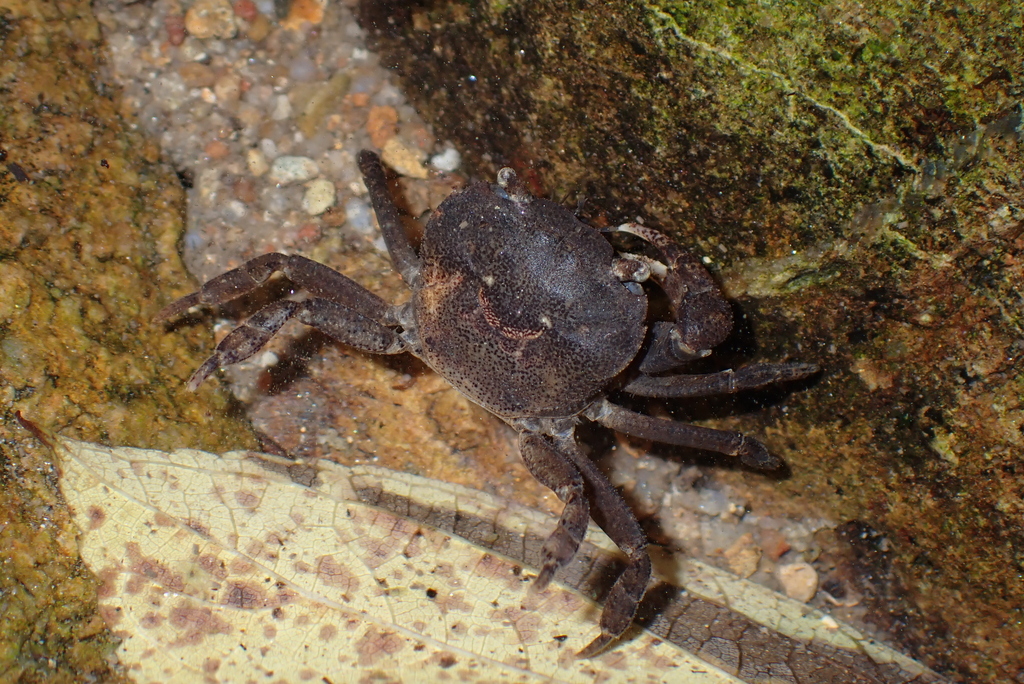 Sinolapotamon anacoluthon in September 2023 by Yui Hong Chiu · iNaturalist