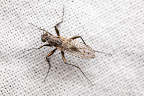 Scellus filifer · iNaturalist