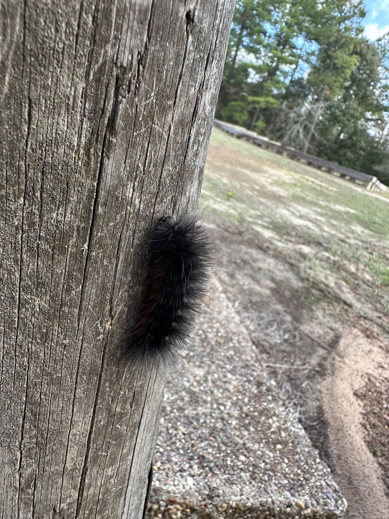 Tiger Moths from Conroe, TX, US on October 28, 2023 at 11:58 AM by ...