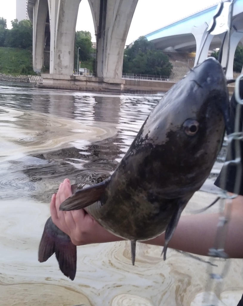 Channel Catfish from Mississippi River, Minneapolis, MN, US on August 9 ...