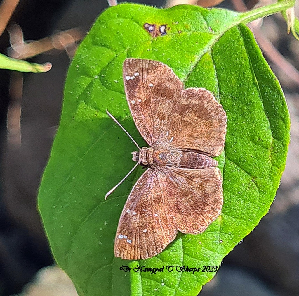 Common Small Flat from Reshi, Rhenock, East Sikkim, Sikkim 737133 ...