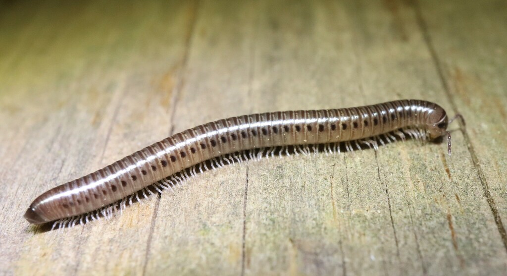 Parajulid Millipedes from Chico, CA, USA on November 7, 2023 at 09:08 ...