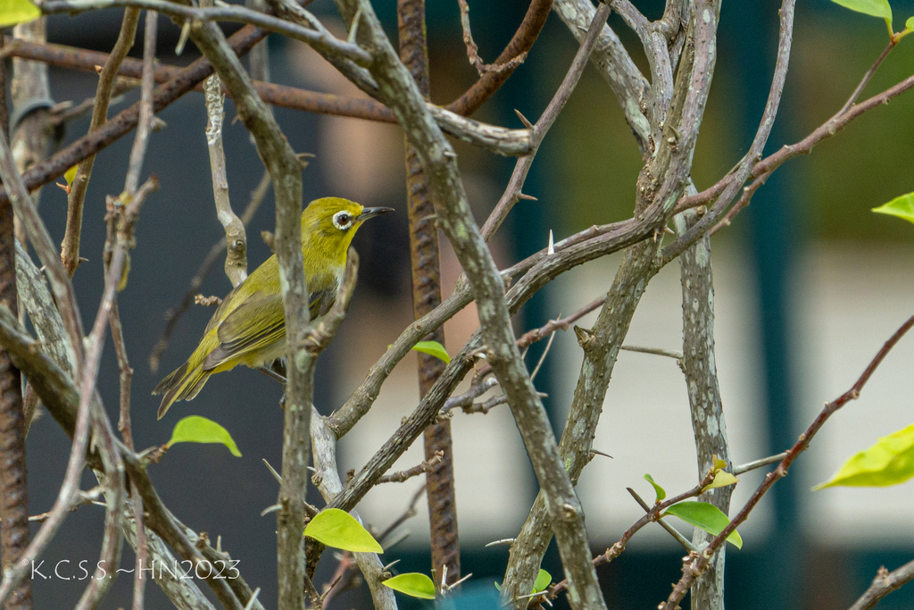 Zosterops simplex hainanus in August 2023 by kcss · iNaturalist