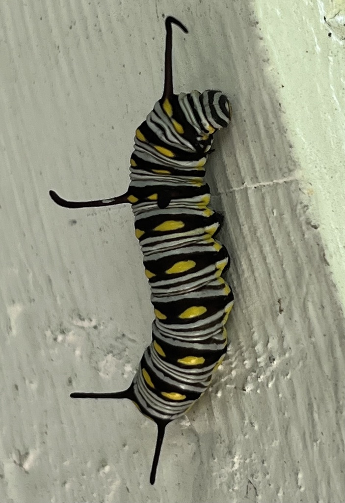 Queen from Lake Rhapsody Dr, Corpus Christi, TX, US on November 8, 2023 ...