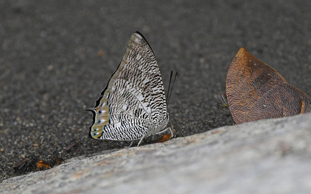 Polygrapha cyanea from Paucartambo Province, Peru on September 13, 2023 ...