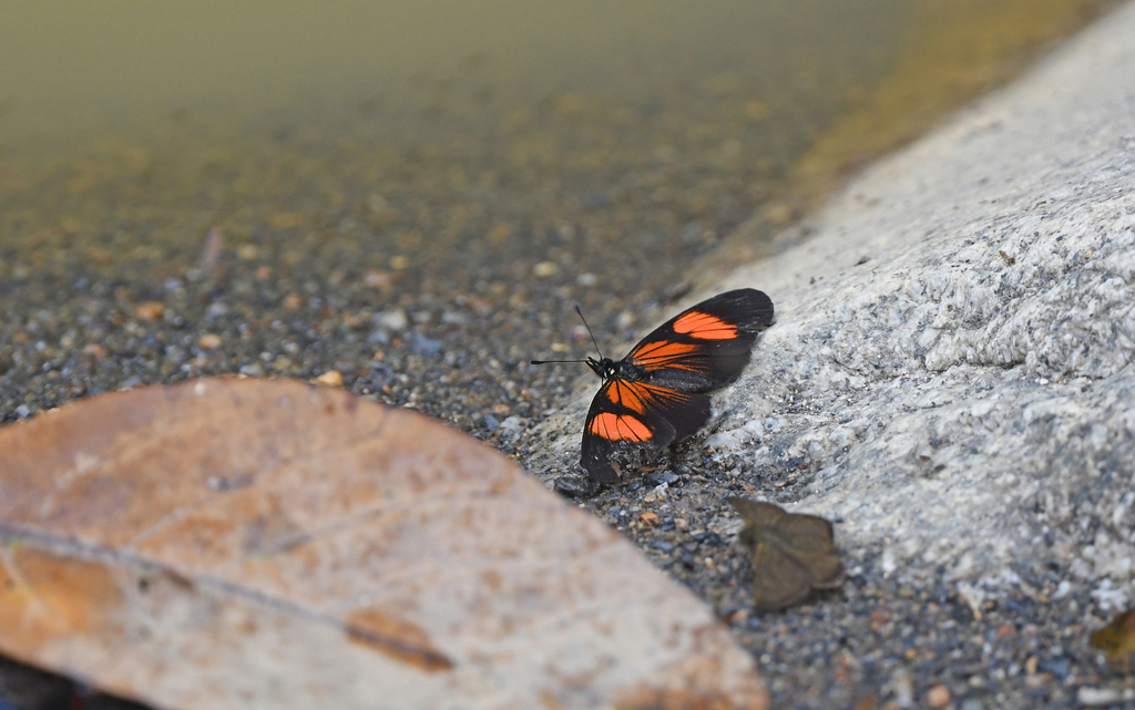 Castilia perilla from Paucartambo Province, Peru on September 13, 2023 ...