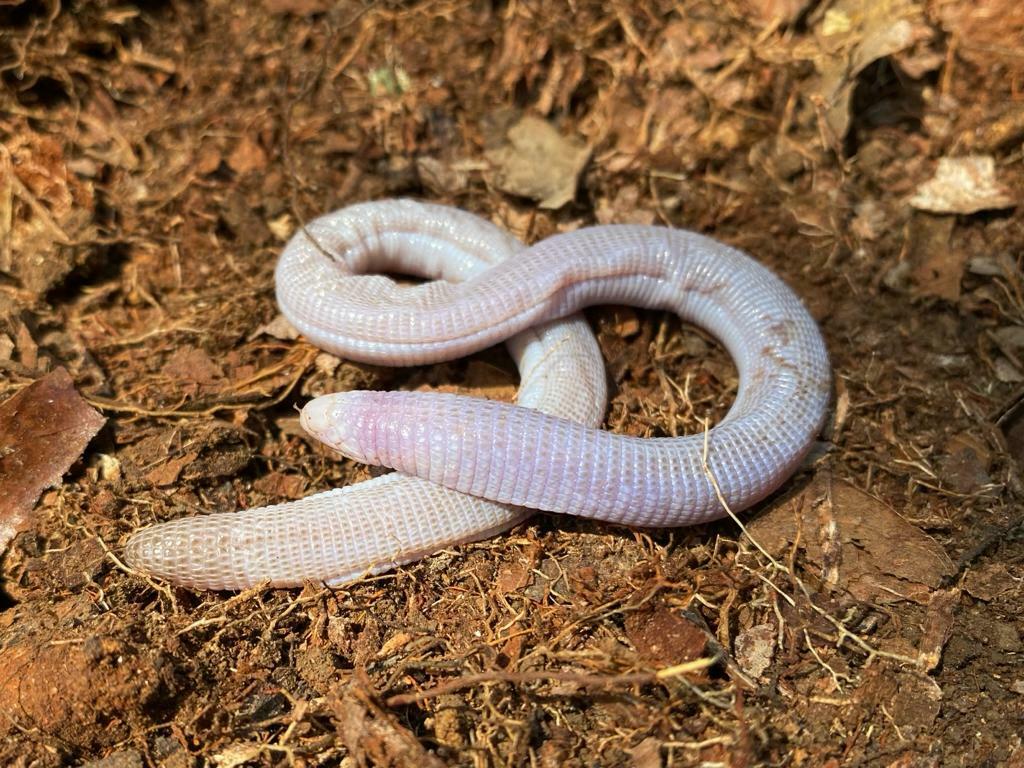 Brazilian Worm Lizard from juruti on September 11, 2023 by Vanessa ...