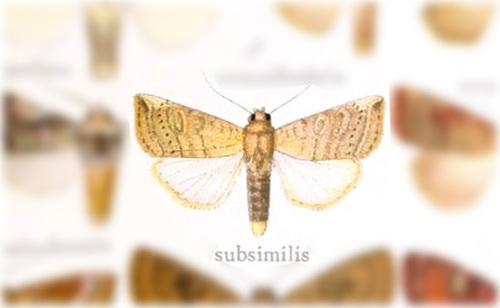 Hypotrix subsimilis · iNaturalist