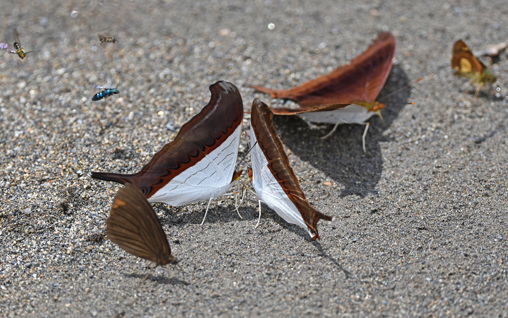 Waiter Daggerwing from Paucartambo Province, Peru on September 13, 2023 ...