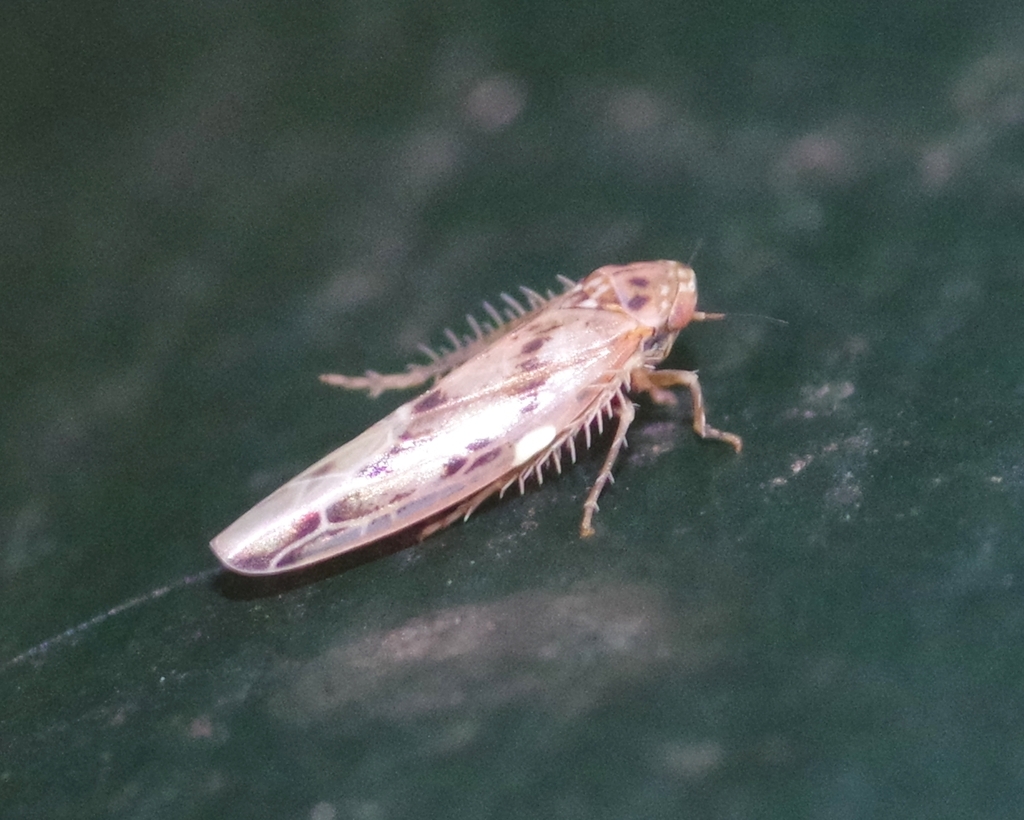 Balclutha punctata from Kahlenbergerdorf, Wien, Österreich on November ...