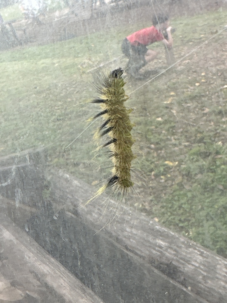 Hackberry Dagger from Killingsworth Ln, Pflugerville, TX, US on ...