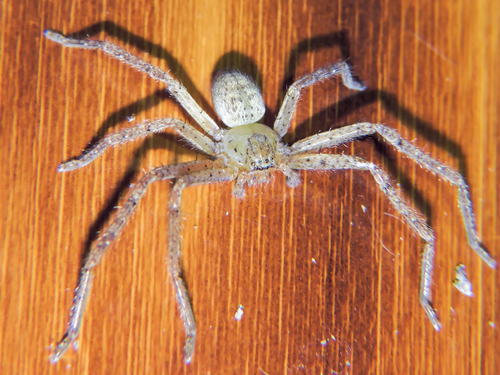 Araña cazadora de Chamela (Curicaberis chamela) · iNaturalist Mexico