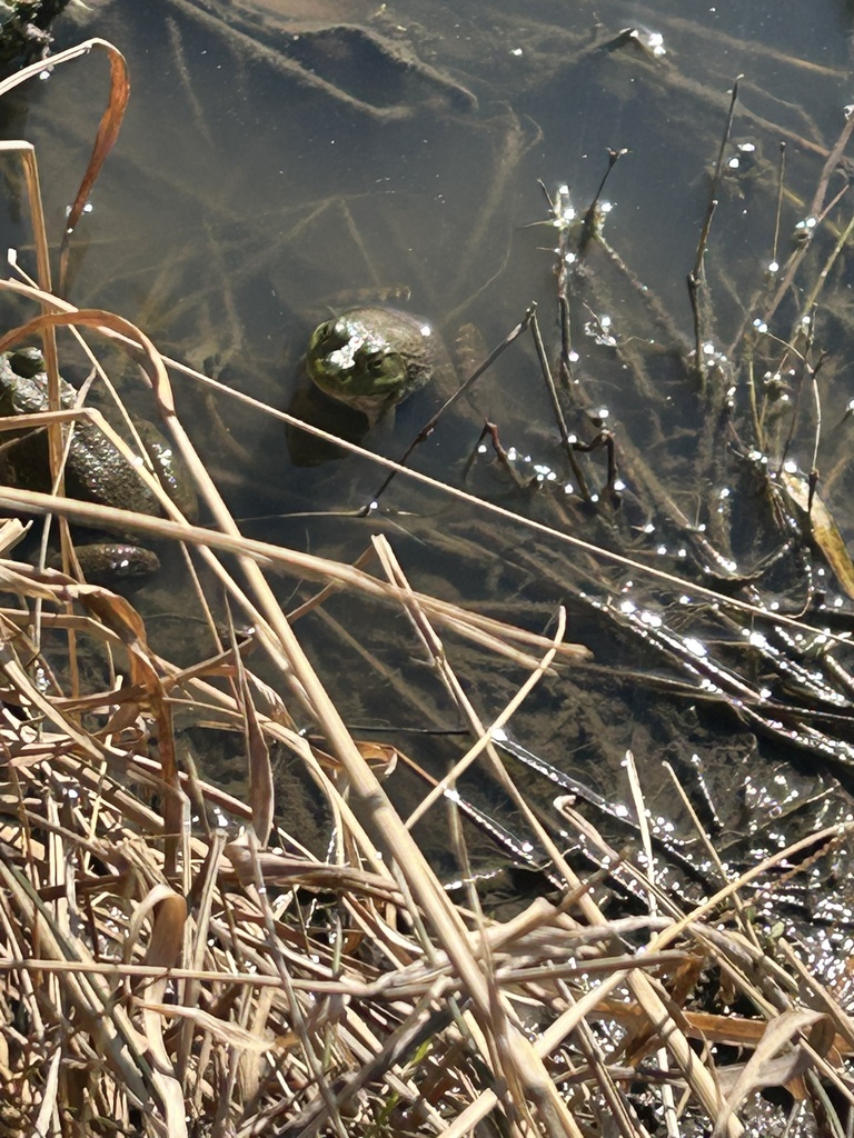 American Bullfrog from Little Lake, Merced, CA, US on November 8, 2023 ...