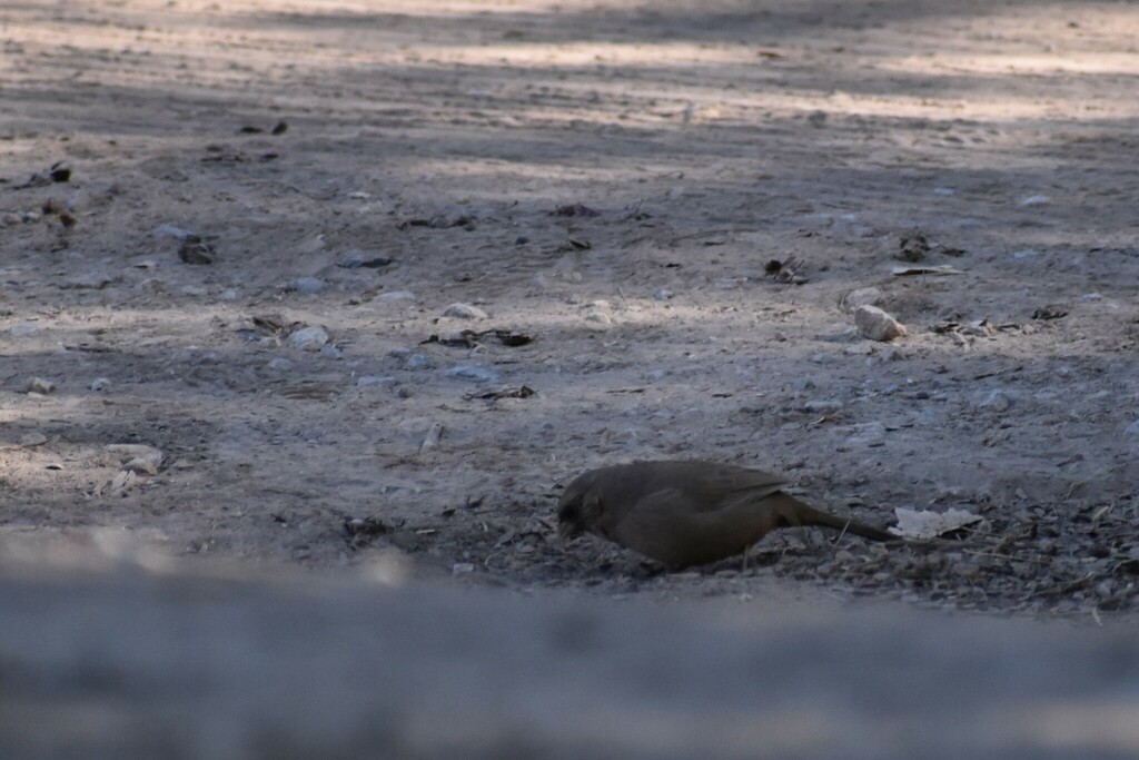 Abert's Towhee from Flowing Wells, Tucson, AZ, USA on November 8, 2023 ...