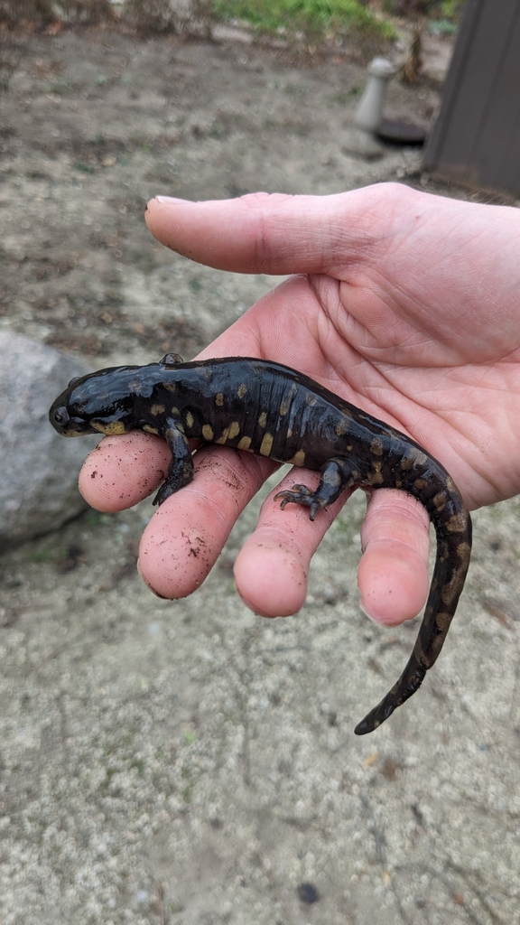 Tiger Salamander in November 2023 by Chandler Sonafrank · iNaturalist