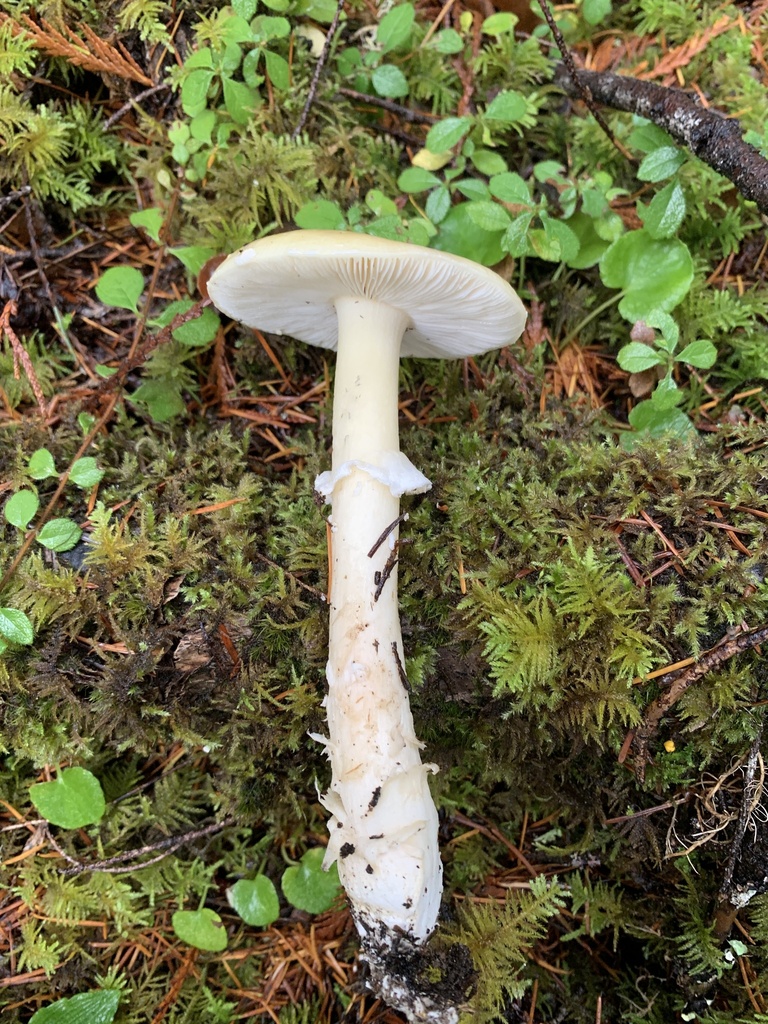 Amanita subsect. Gemmatae in November 2023 by baddoctor · iNaturalist