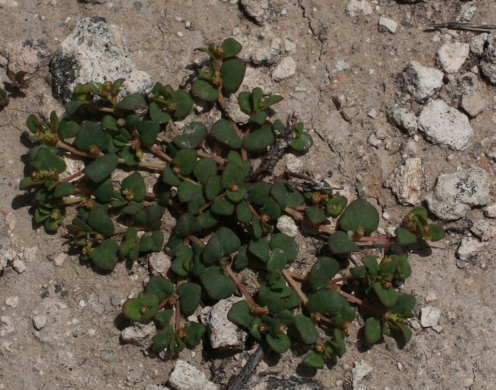 Fendler's Sandmat from Yuma County, CO, USA on June 8, 2023 at 01:12 PM ...