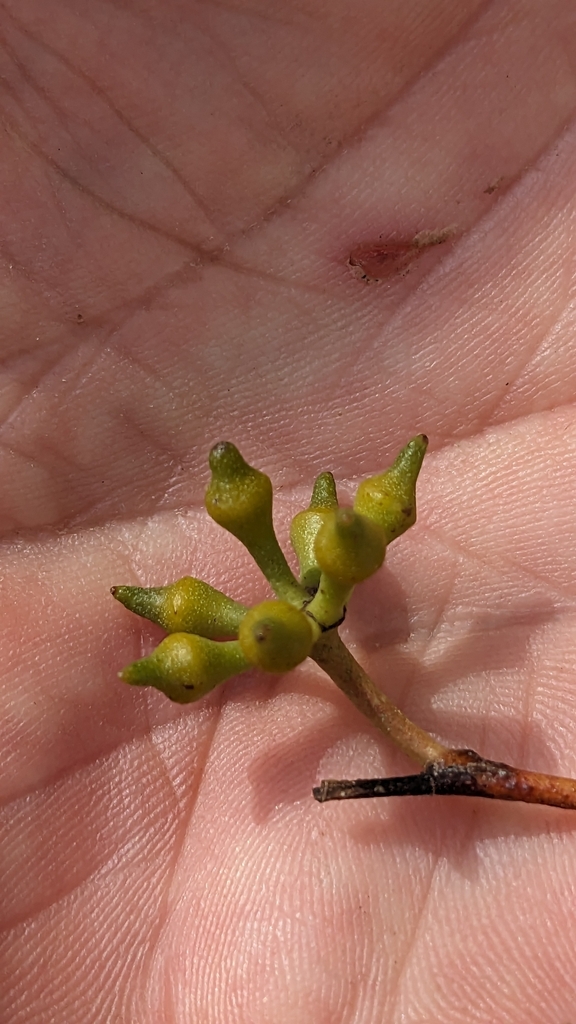 Red Stringybark from Pomonal VIC 3381, Australia on November 8, 2023 at ...