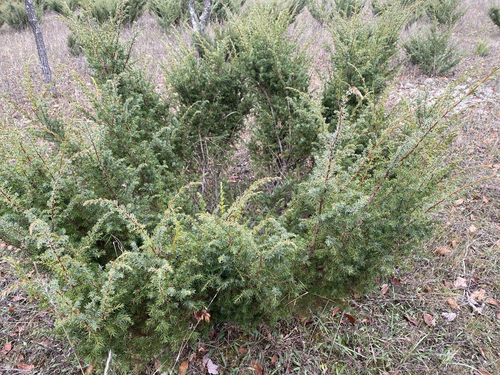 common juniper from Petoskey, MI, US on November 8, 2023 at 11:05 AM by ...