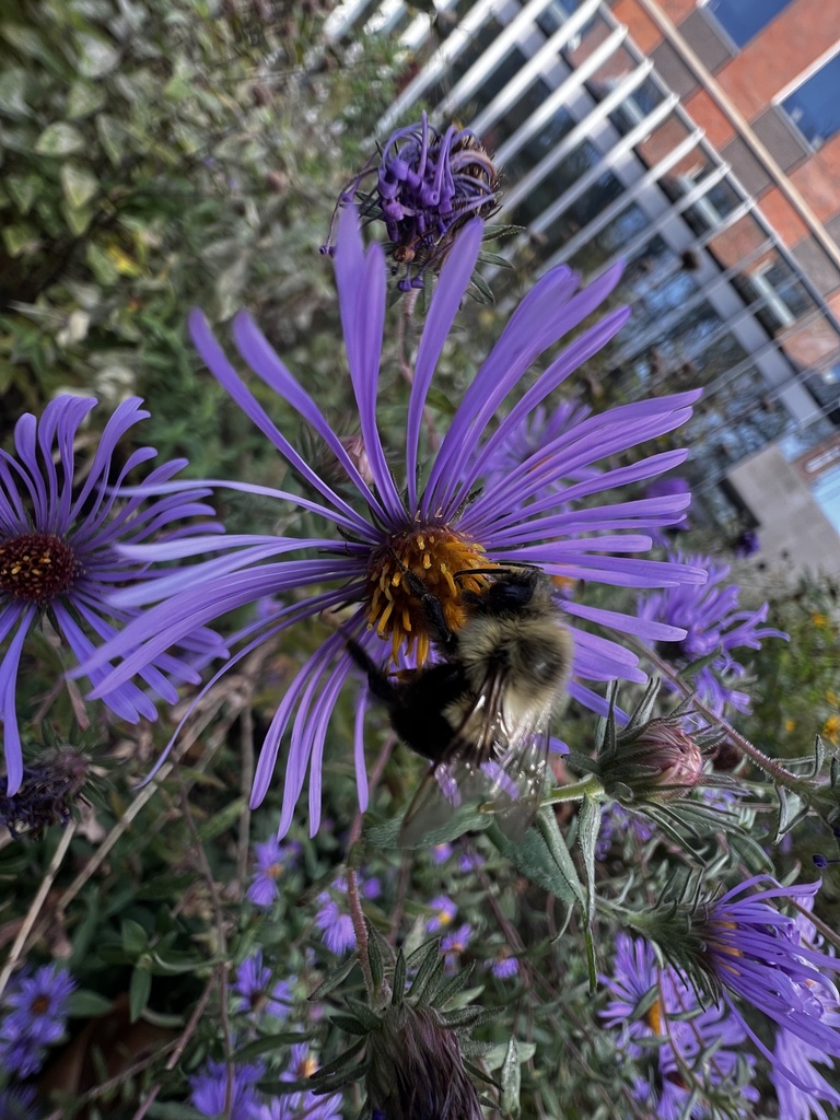 Common Eastern Bumble Bee from Towson University, Towson, MD, US on ...