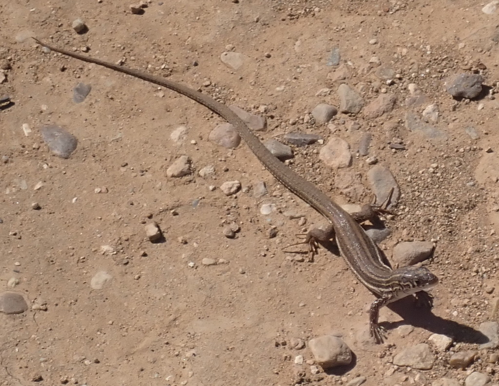 Striped Scrub Lizard from Addo Elephant Park, Sarah Baartman District ...