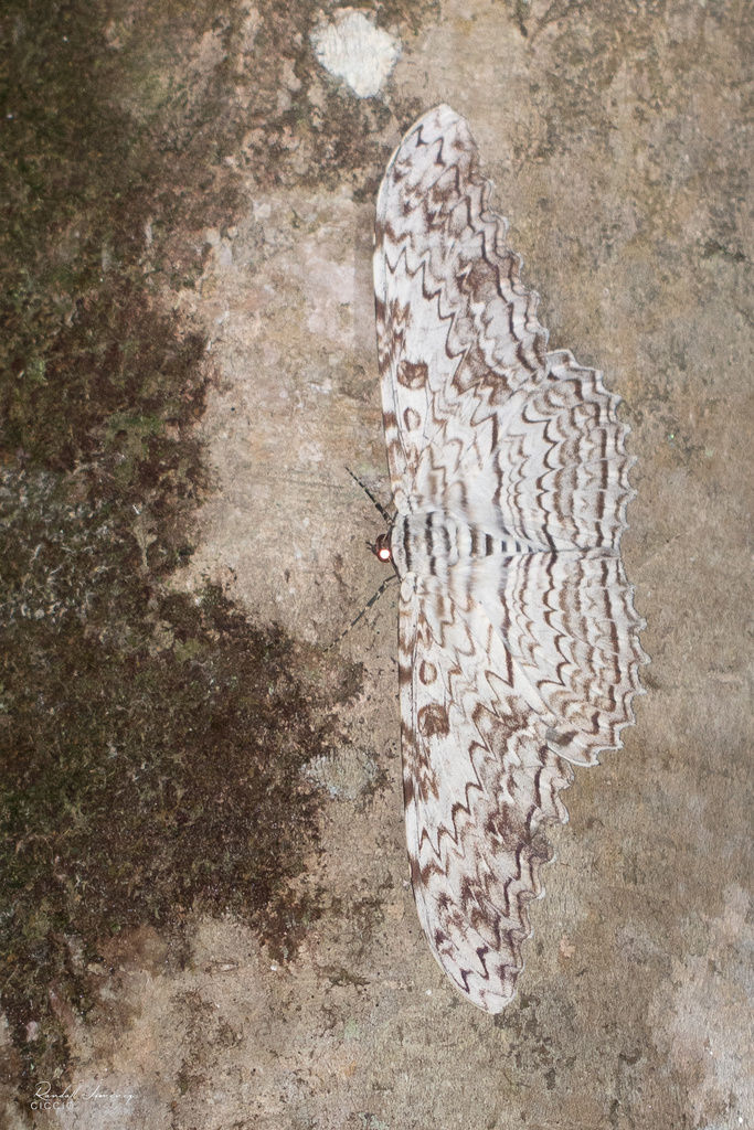 White Witch Moth from Coto Brus, Puntarenas, CR on November 3, 2023 at ...
