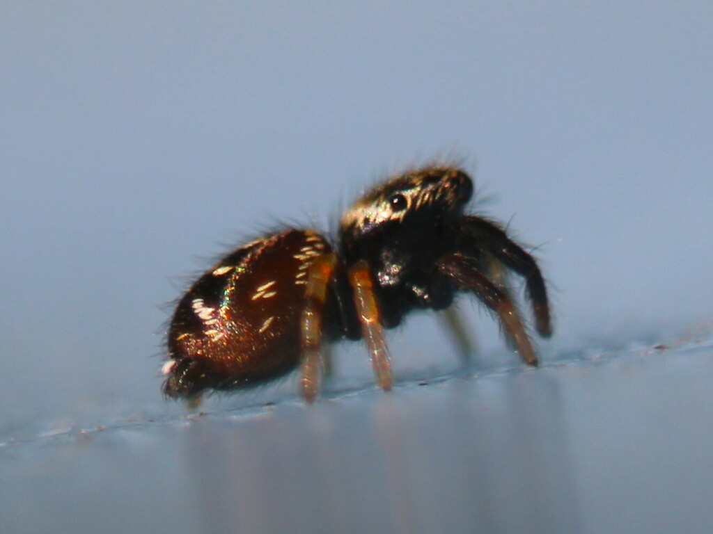 Golden Jumping Spider in November 2023 by Matthew Lindsey · iNaturalist