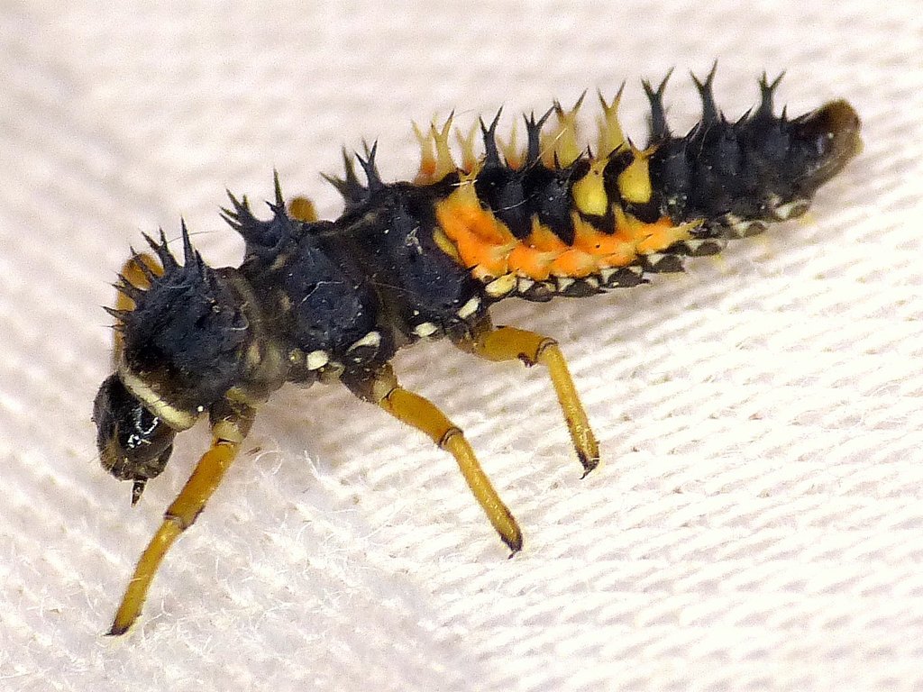 Asian Lady Beetle (Braddock's Trail Park, NHT) · iNaturalist
