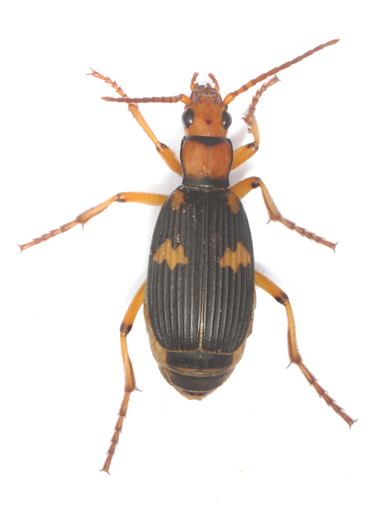 Pheropsophus bohemani from Presidentsrus, South Africa on November 8 ...