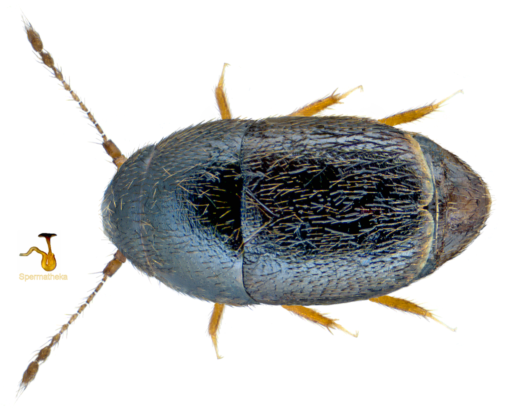 Acrotrichis sp. (CALeDNA_Arthropod_Guide_(no_Hymenoptera)) · iNaturalist