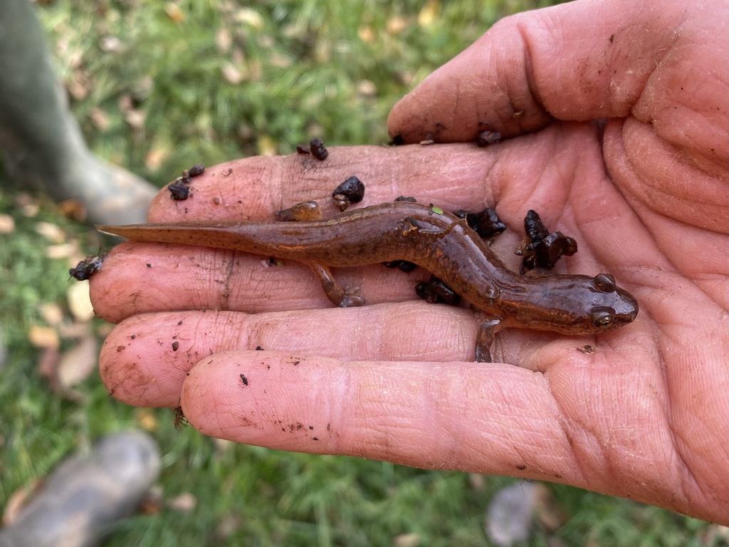 Spring Salamander in November 2023 by Anthony Brais · iNaturalist