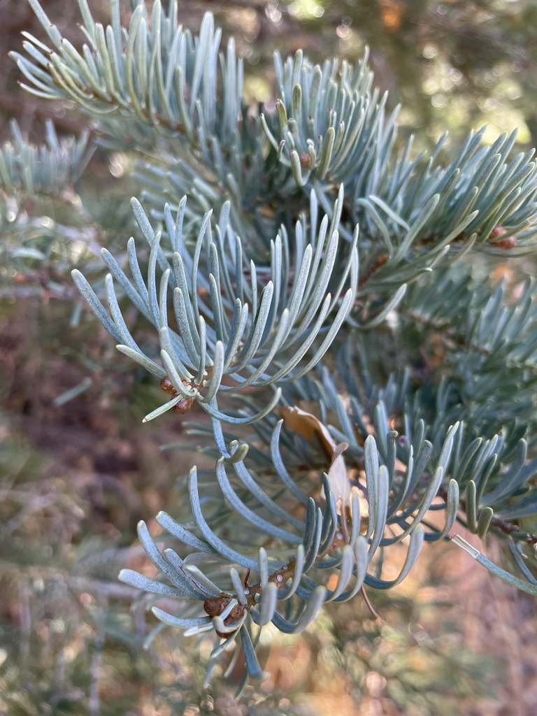 white fir from Santa Fe National Forest, Tererro, NM, US on November 8 ...