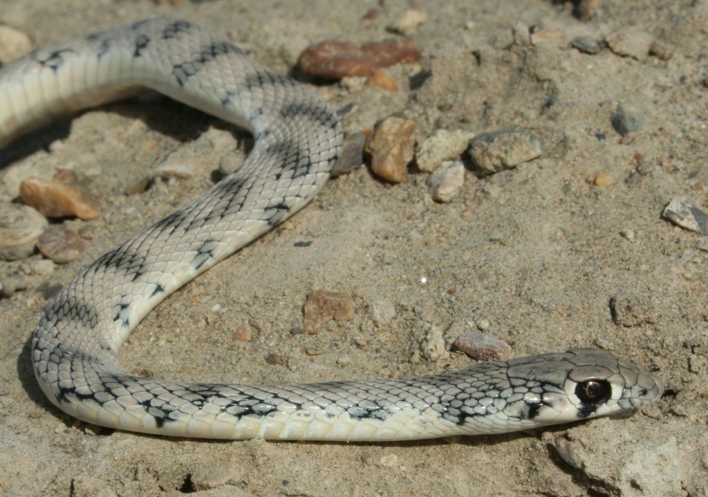 Spotted Desert Racer (Platyceps karelini) - Snakes and Lizards