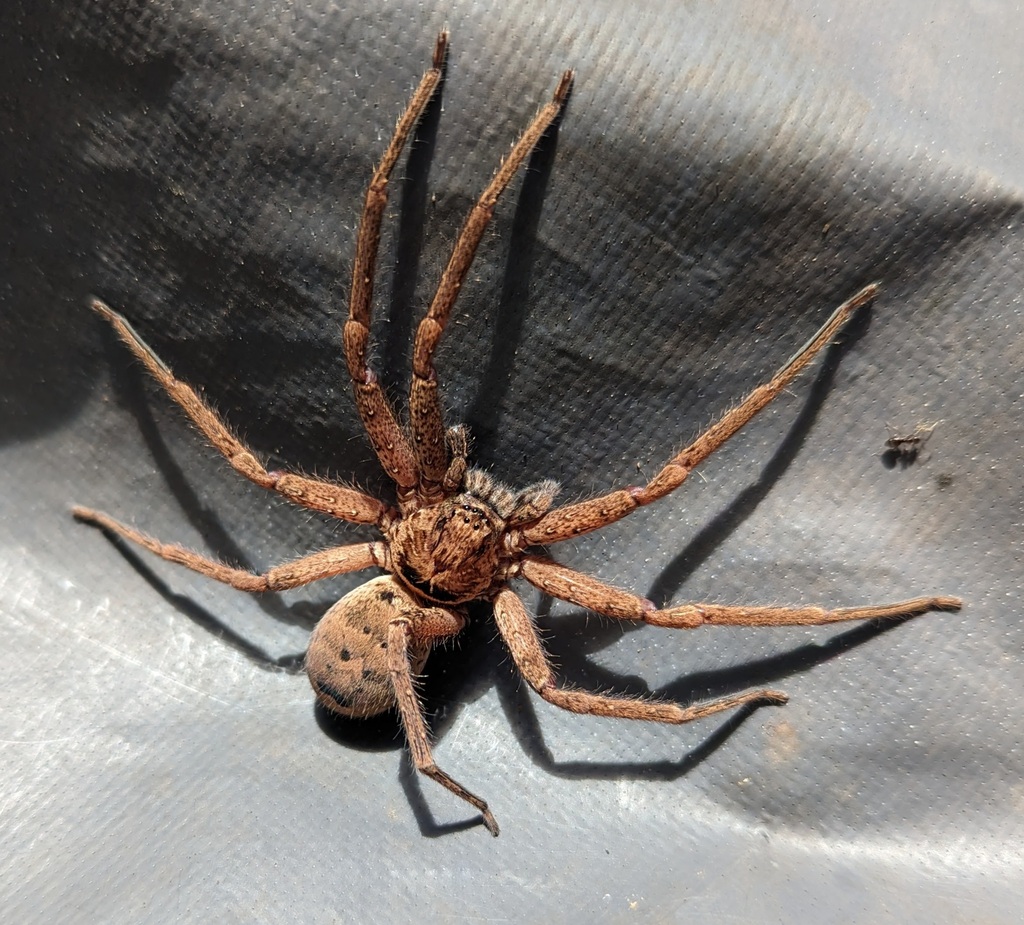 Giant Huntsman Spiders from Sydney NSW, Australia on November 7, 2023 ...