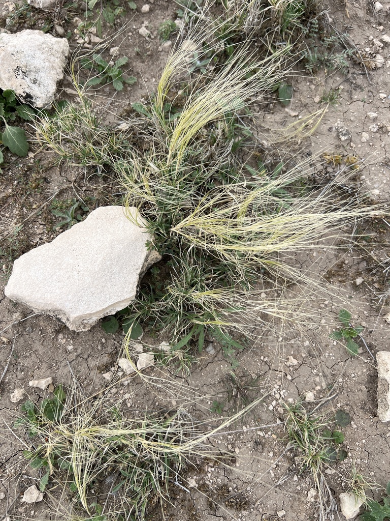 burrograss from Ozona, TX, US on November 8, 2023 at 03:38 PM by ...