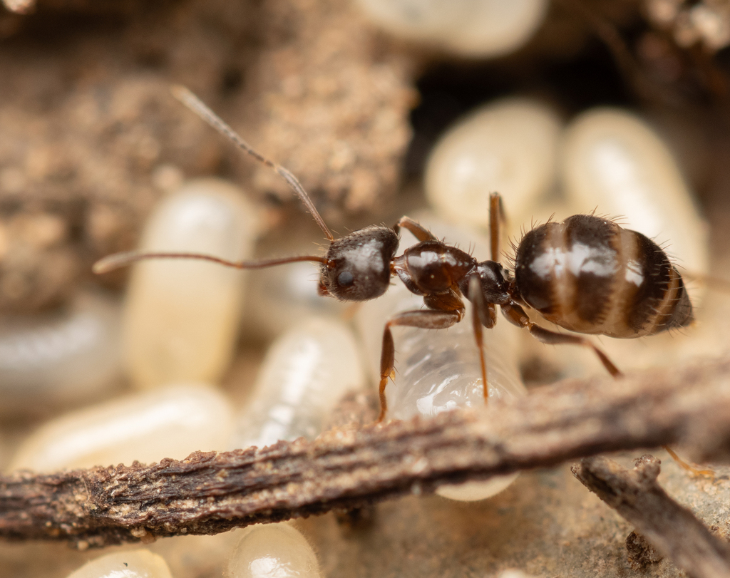 Nylanderia from Bindera NSW 2422, Australien on September 26, 2023 at ...