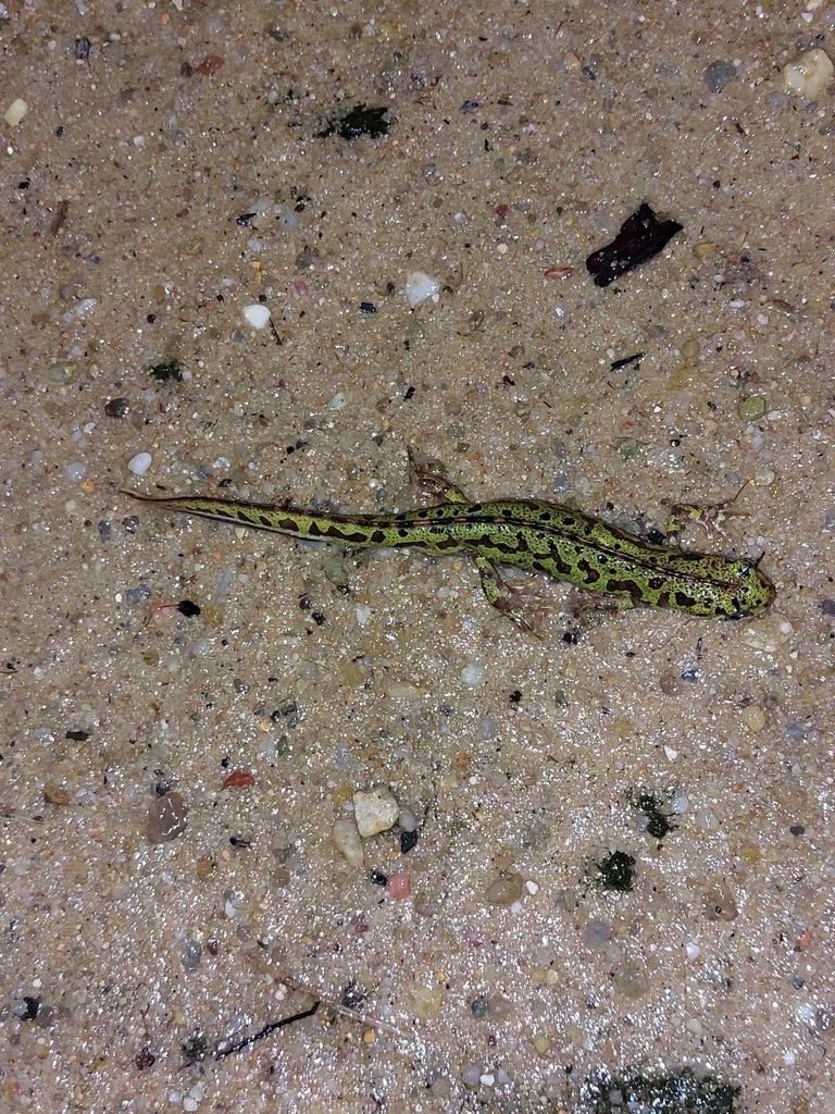 Pygmy Marbled Newt in November 2023 by Pedro Ramalho · iNaturalist