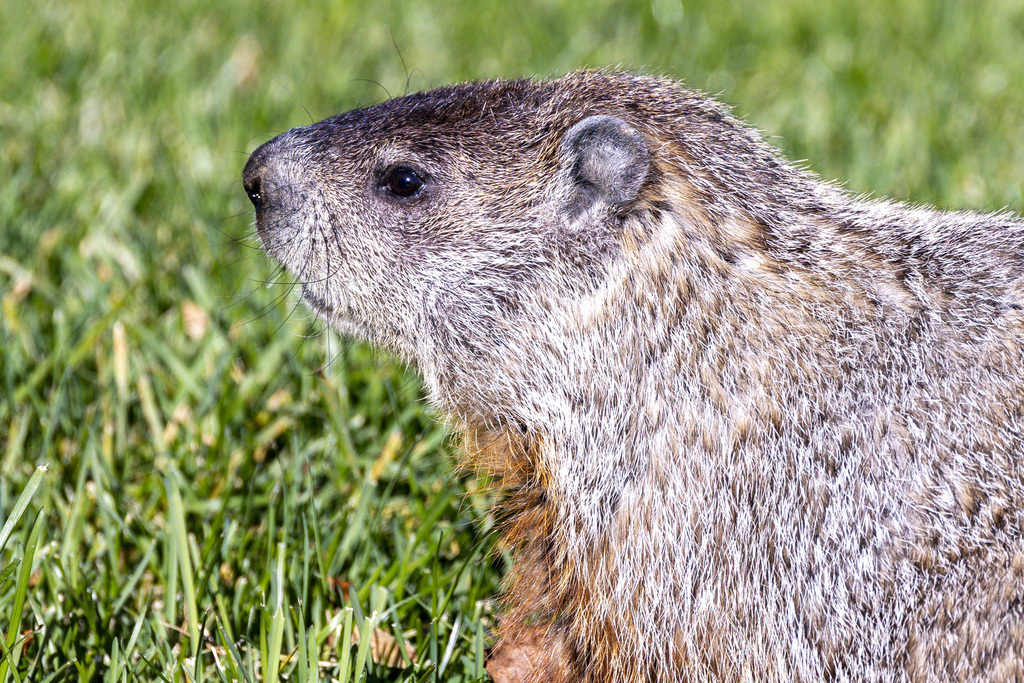 Groundhog from Stony Point, NY 10980, USA on November 8, 2023 at 01:02 ...
