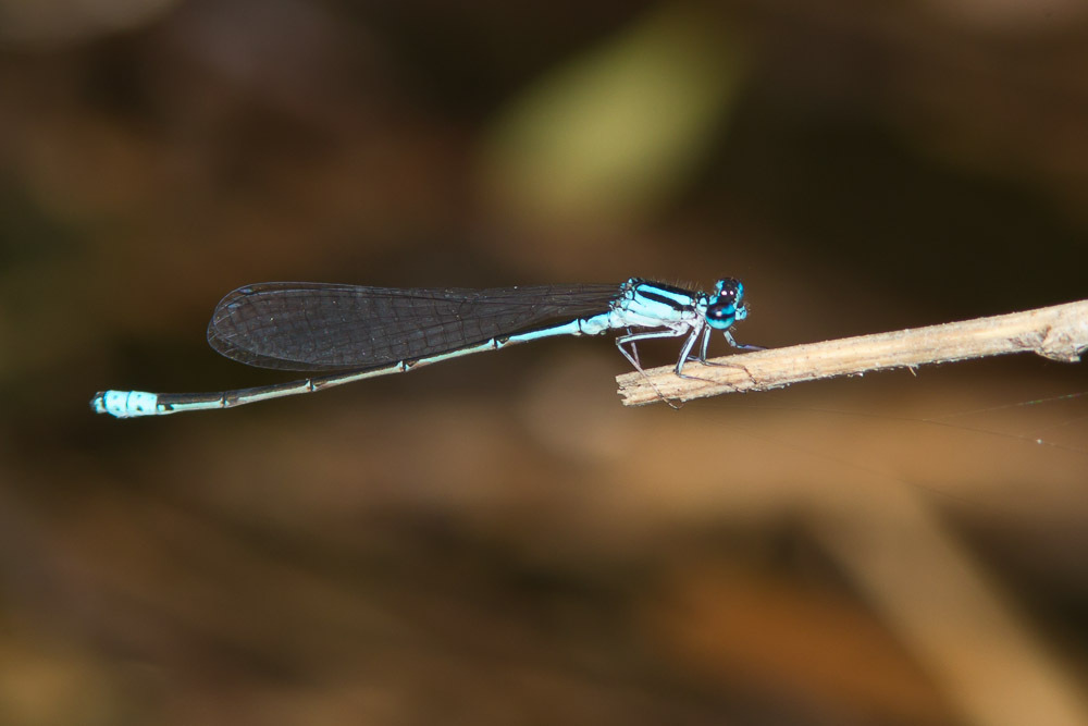 Turquoise Bluet (Dragonflies and Damselflies of Alabama) · iNaturalist