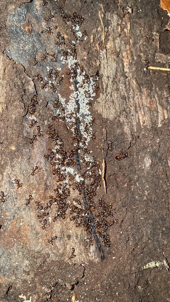 Tawny Collared Ant from Langhorne Yardley Rd, Langhorne, PA, US on ...