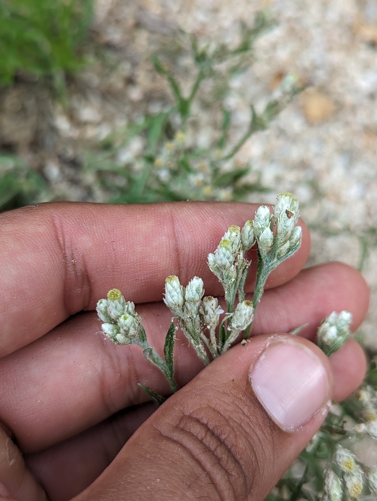 white rabbit-tobacco from La Paz, MX-BS, MX on November 8, 2023 at 10: ...