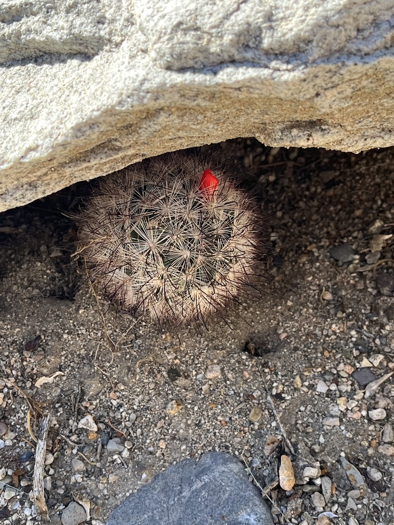Common Fishhook Cactus in November 2023 by michael rada · iNaturalist