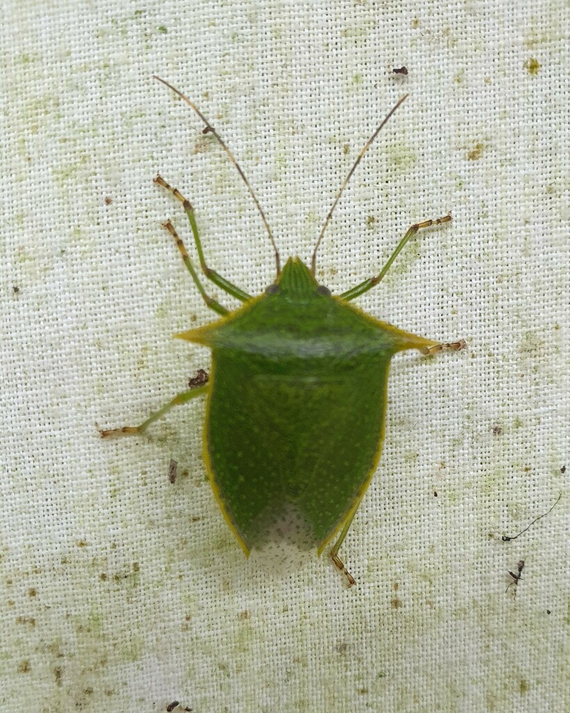 Loxa viridis from La Selva Biological Station, Heredia Province ...