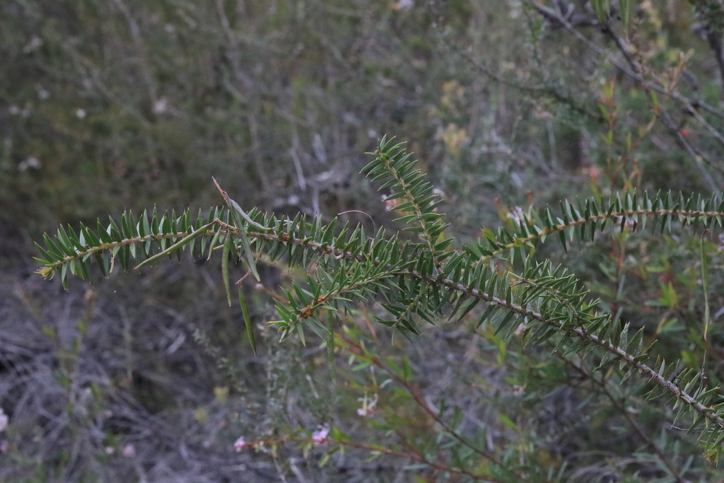 Spike Wattle from Patonga NSW 2256, Australia on October 7, 2023 at 11: ...