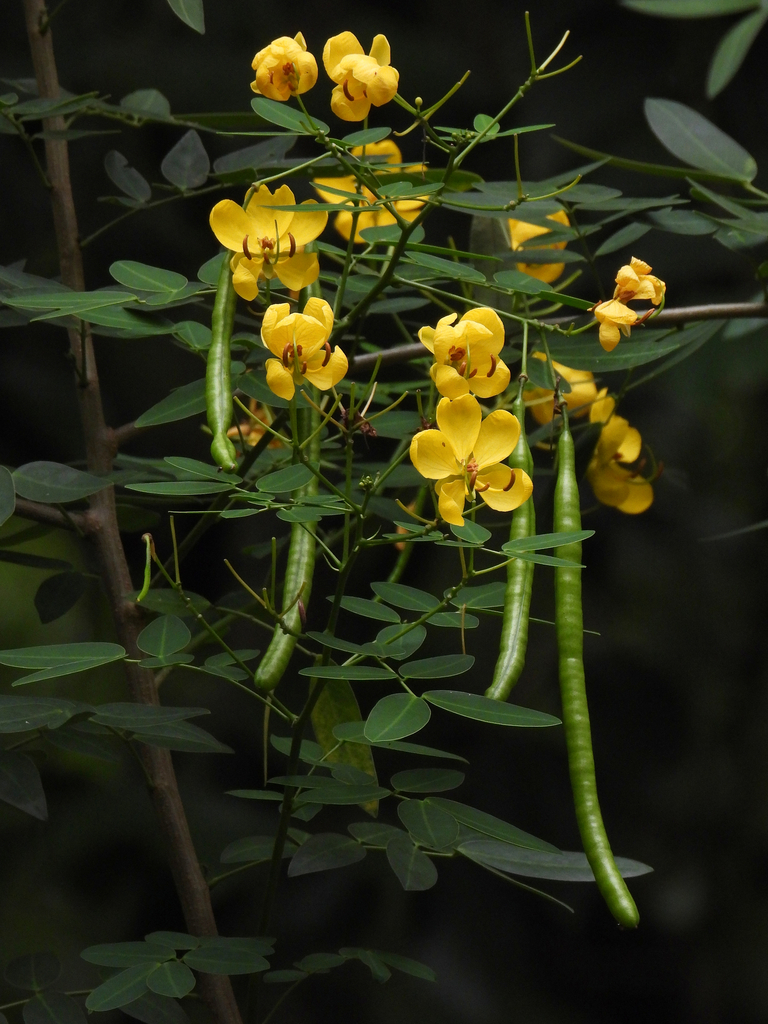 Money Bush from Chenghua District, Chengdu, Sichuan, China on October ...