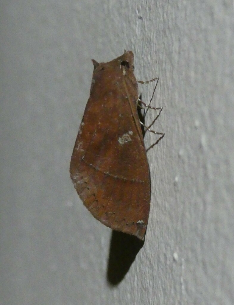 Hapigia from 1 km este de Tuis de Turrialba entrada a mano izquierda ...