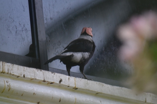 Coleto (Central and South) (Subspecies Sarcops calvus melanonotus ...